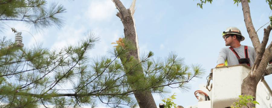 Tree Trimming | Wisconsin Public Service